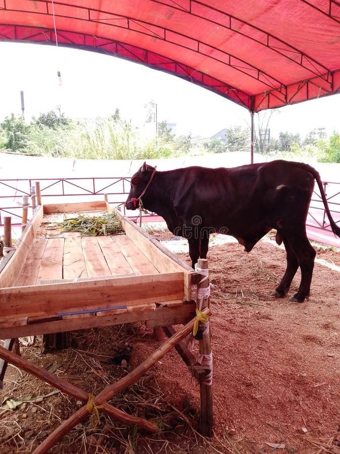 Dairy cow, before lunch stock image. Image of bovine - 270744185