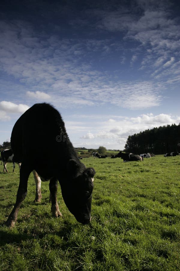 Dairy cows in a meadow stock image. Image of grass, herd - 1416927