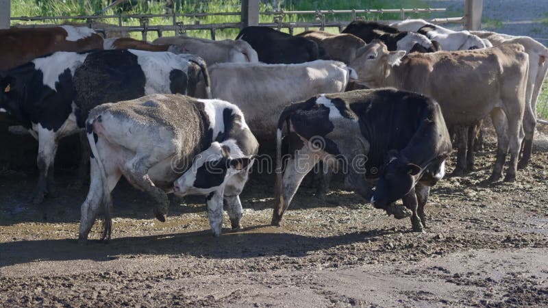 Cattle Mud Stall stock video. Video of stall, cowshed - 356705485