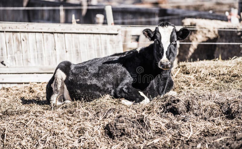 Dairy Cow in the Mud and Muck in Rural America Stock Photo - Image of ...
