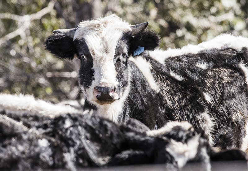 Dairy Cow in the Mud and Muck. Rural America. Stock Image - Image of ...