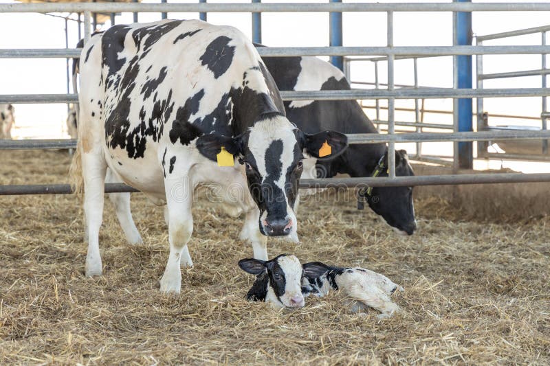Dairy Cow and New Born Calf 1 Stock Photo - Image of dairy, looking ...