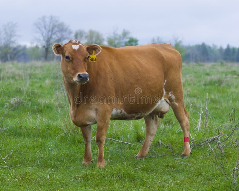 Dairy Cow in Pasture stock image. Image of calves, farm - 24954267