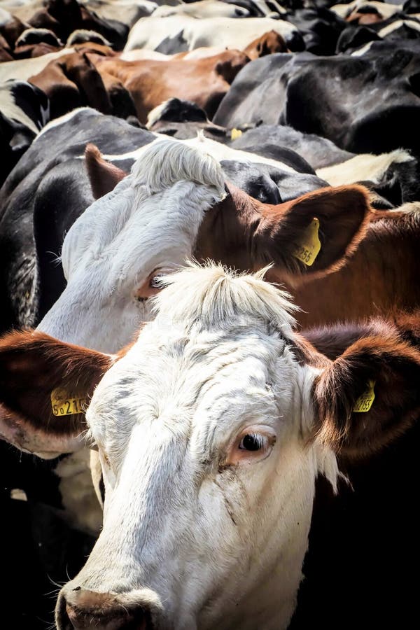 Dairy Cow Waiting in the Milking Queue Stock Photo - Image of dairy ...