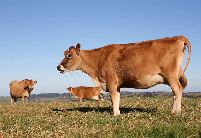 Dairy cows stock photo. Image of beautiful, brown, livestock - 7915850