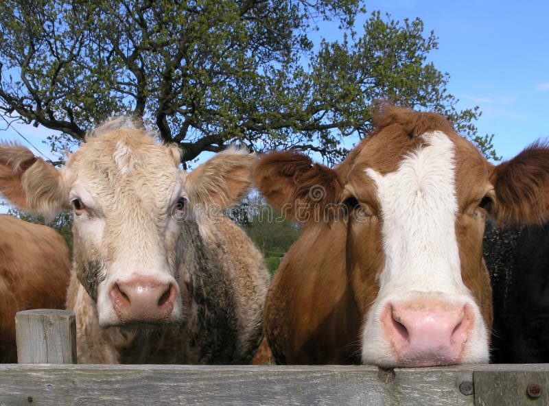 Dairy cows stock image. Image of dairy, countryside, rural - 121161