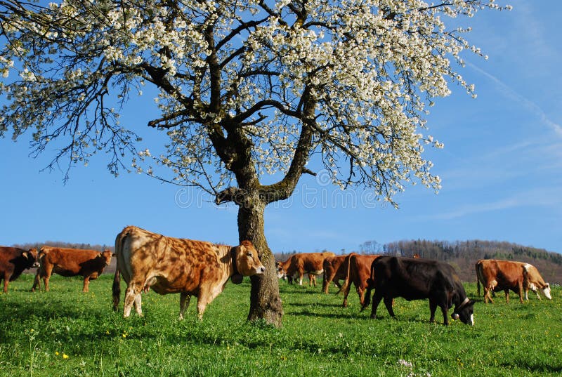 Dairy cows stock image. Image of blooming, springtime - 19209013