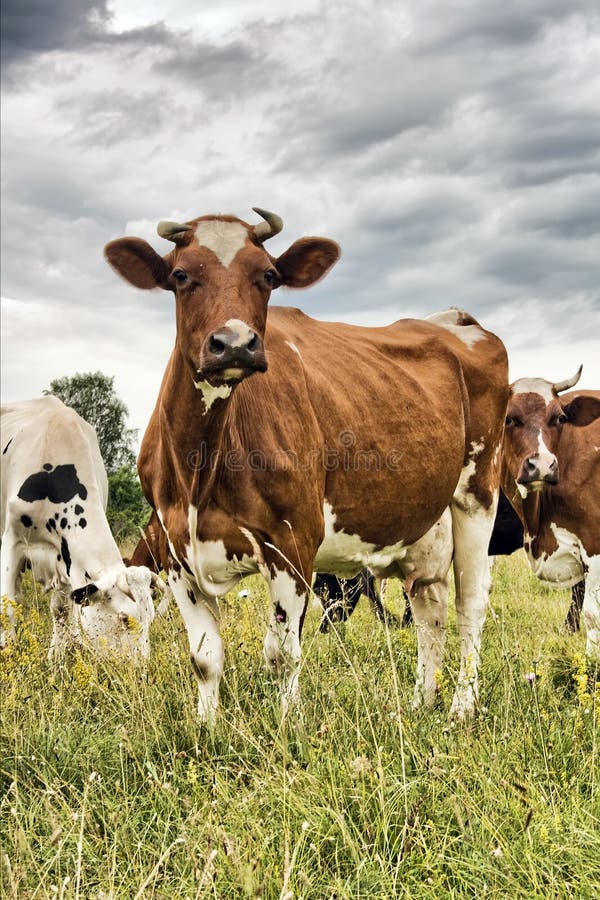 Dairy cows stock photo. Image of beautiful, brown, livestock - 7915850