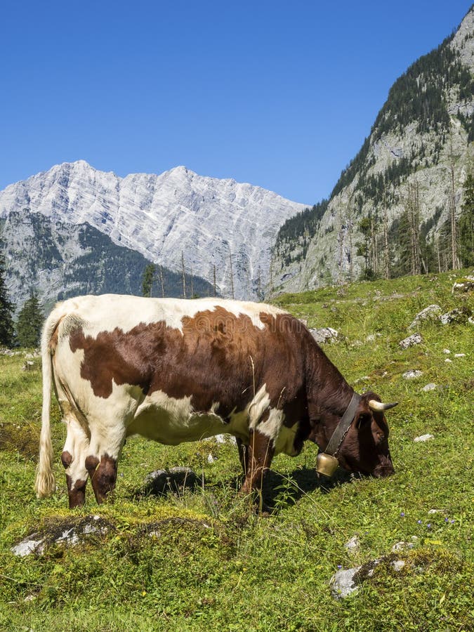 Cows in Alps, Switzerland stock image. Image of graze - 21969775
