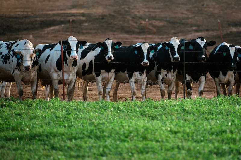 Dairy Cows in a Farm. Cowshed. Milking Cows in Farm Cowshed on Dairy ...
