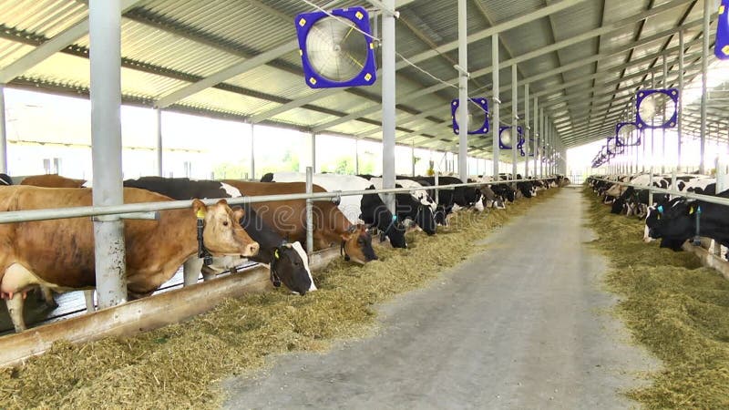 Dairy Cows on a Farm with Free Range Stock Footage - Video of food ...