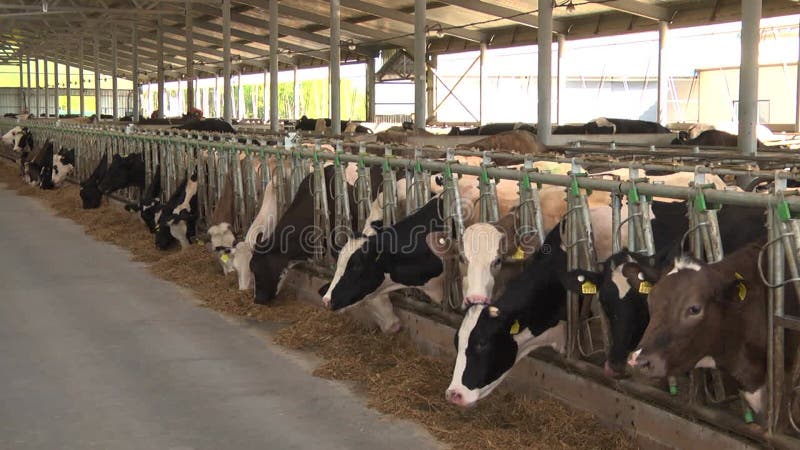 Dairy Cows on a Farm with Free Range Stock Video - Video of feed, farm ...