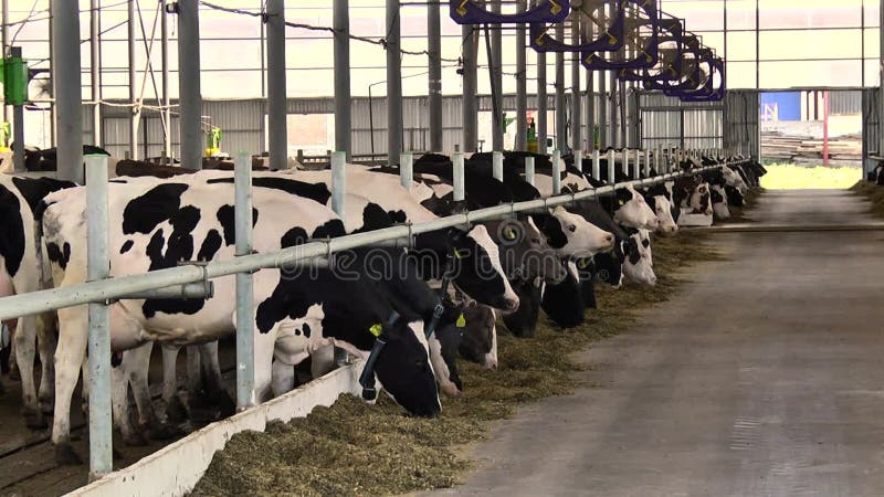 Dairy Cows on a Farm with Free Range Stock Video - Video of bovine ...