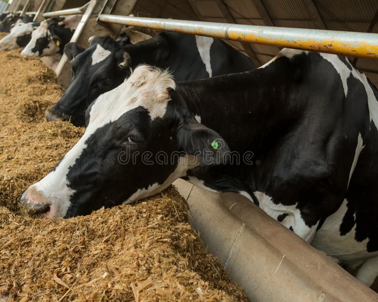 Dairy Cows Feeding, Confined Cattle Stock Image - Image of cattle ...