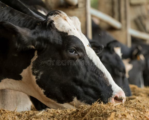 Dairy Cows Feeding, Confined Cattle Stock Photo - Image of horse, sheep ...