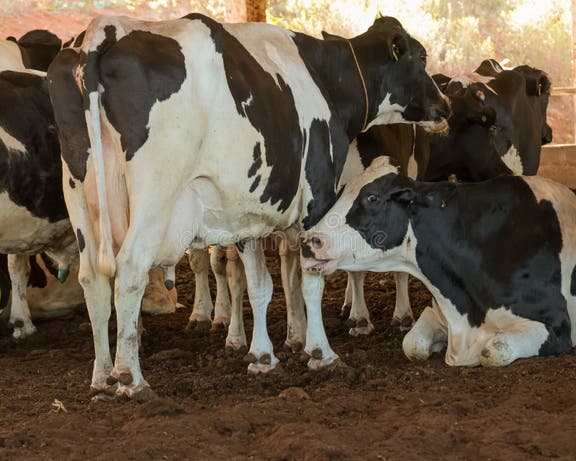 Dairy Cows Feeding, Confined Cattle Stock Image - Image of bovine ...