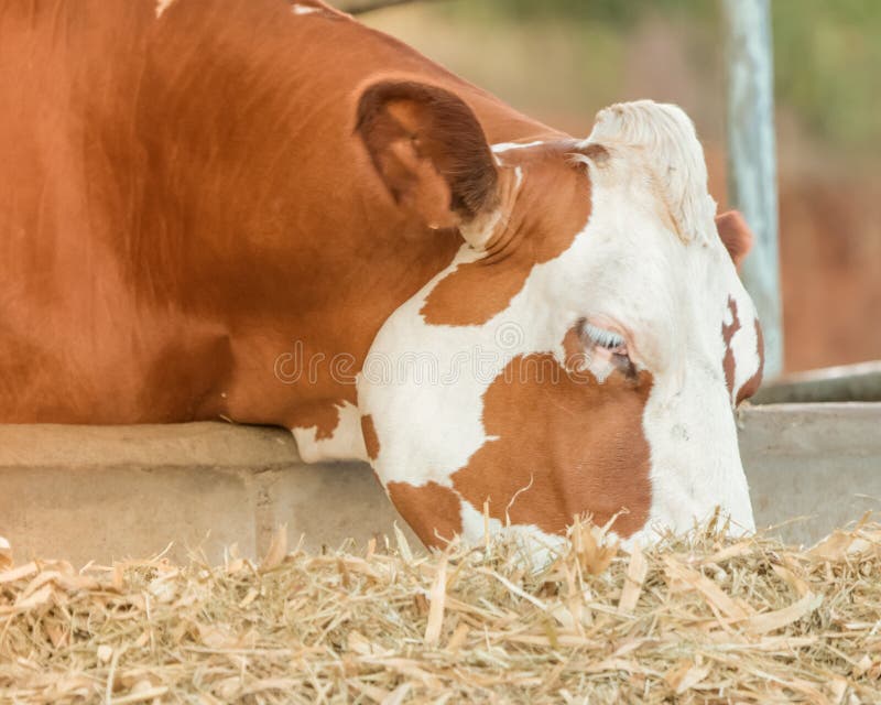 Dairy Cows Feeding, Confined Cattle Stock Image - Image of cattle, farm ...