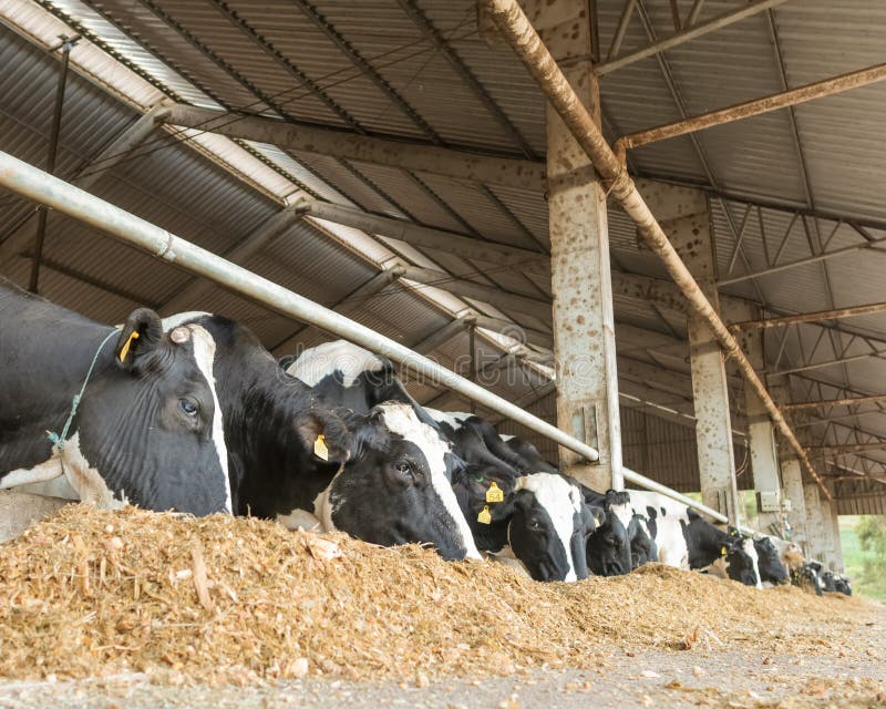 Dairy Cows Feeding, Confined Cattle Stock Photo - Image of dairy ...