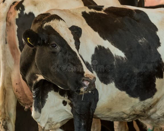 Dairy Cows Feeding, Confined Cattle Stock Photo - Image of cows ...
