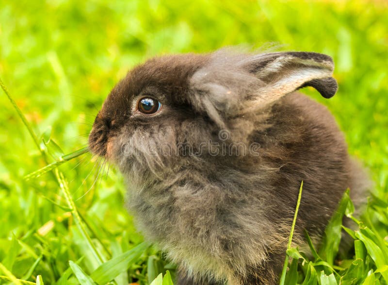 Dairy Cows Feeding, Confined Cattle Stock Photo - Image of cows, cattle ...