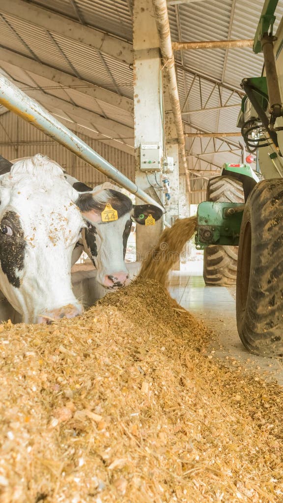 Dairy Cows Feeding, Confined Cattle Stock Image - Image of dairy, cows ...