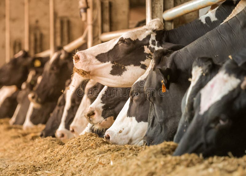 Dairy Cows Feeding, Confined Cattle Stock Image - Image of confined ...