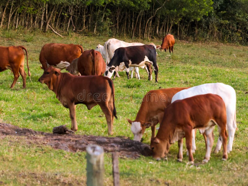 Dairy Cows Feeding, Confined Cattle Stock Photo - Image of cows, cattle ...
