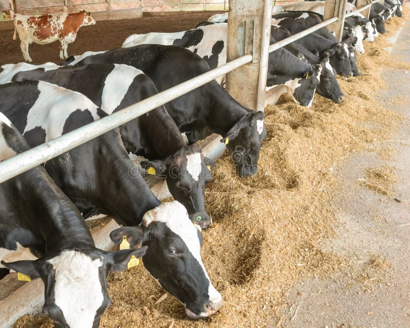 Dairy Cows Feeding, Confined Cattle Stock Image - Image of cows, cattle ...