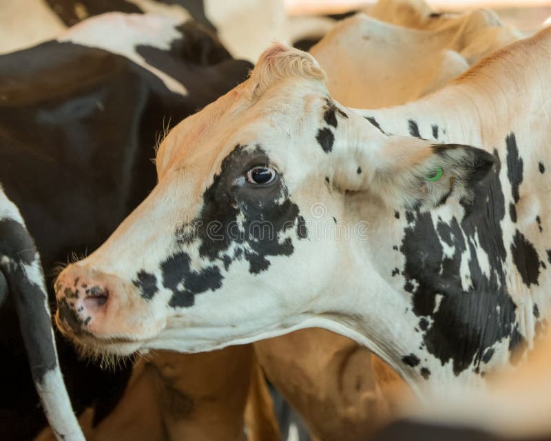 Dairy Cows Feeding, Confined Cattle Stock Photo - Image of wildlife ...
