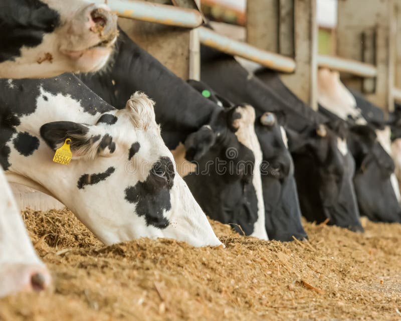 Dairy Cows Feeding, Confined Cattle Stock Photo - Image of pasture ...