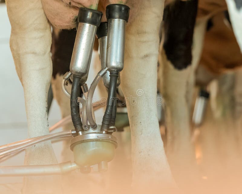 Dairy Cows Feeding, Confined Cattle Stock Photo - Image of sheep, farm ...