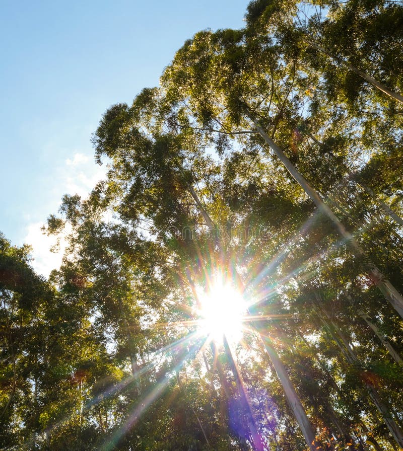 Dairy Cows Feeding, Confined Cattle Stock Image - Image of dairy, cows ...