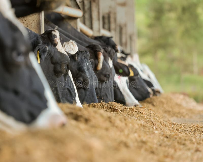 Dairy Cows Feeding, Confined Cattle Stock Photo - Image of cattle, cows ...
