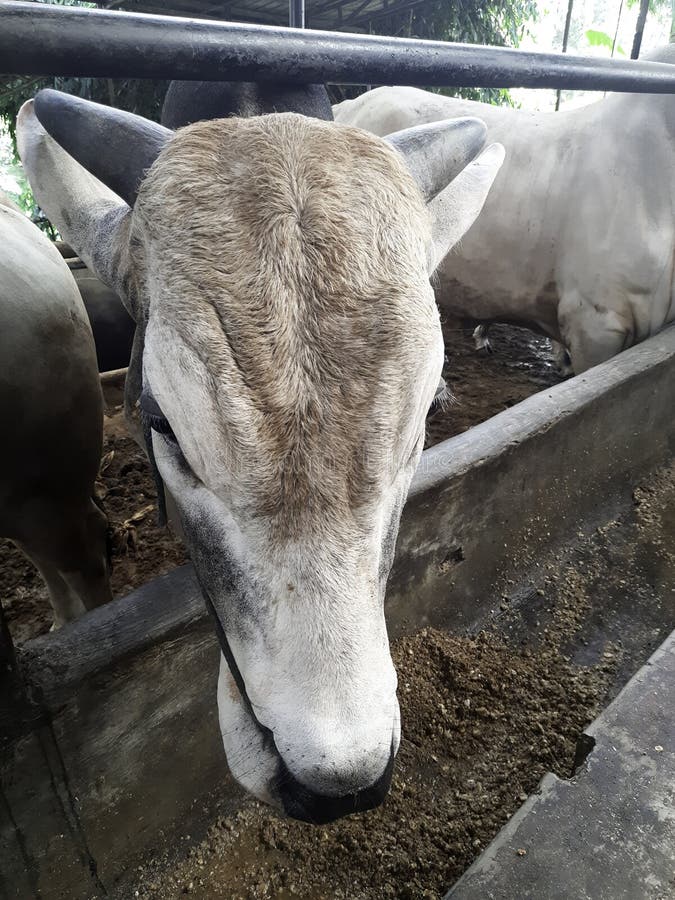 Dairy Cows Feeding in a Free Livestock Stall. Cattle in the Open Stall ...