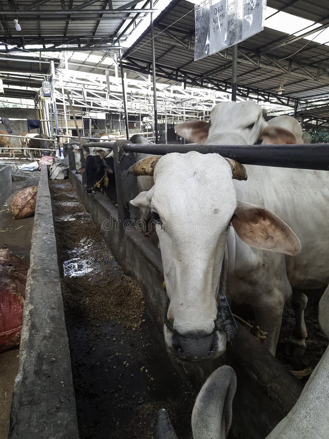 Dairy Cows Feeding in a Free Livestock Stall. Cattle in the Open Stall ...