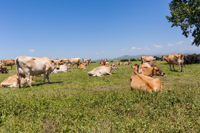 Dairy Cows Field stock photo. Image of dairy, pastures - 82790834