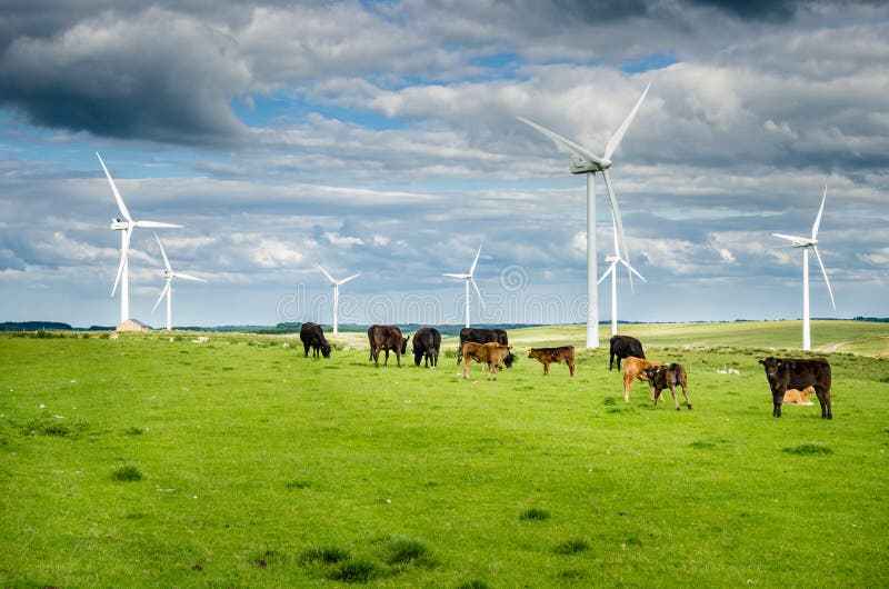 Dairy Cows in a Field with a Wind Farm in Background Stock Photo ...