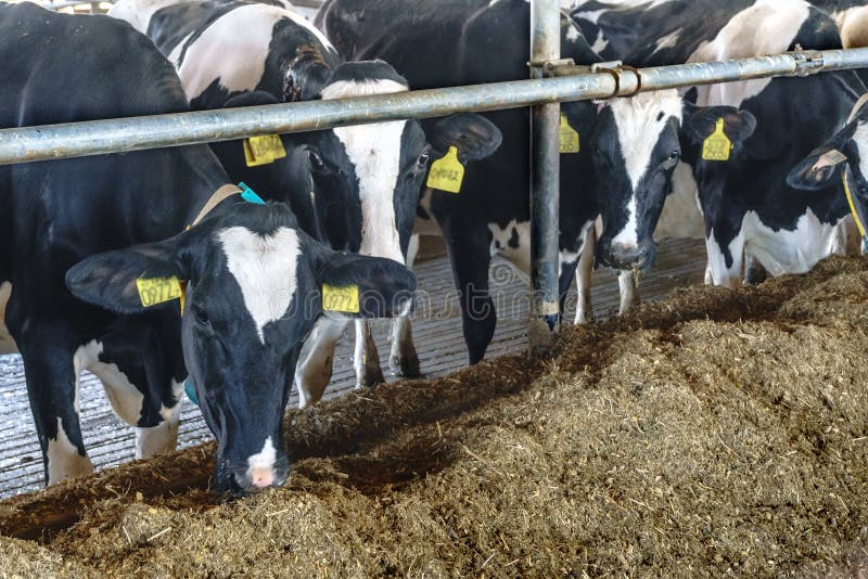 Dairy Cows in Free Livestock Stall Editorial Stock Image - Image of ...