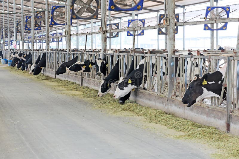 Dairy cows graze on farms stock photo. Image of industry - 366463560