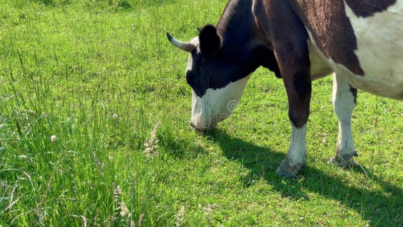 Dairy Cows Grazing on Green Grass in Spring, in Ukraine Stock Image ...