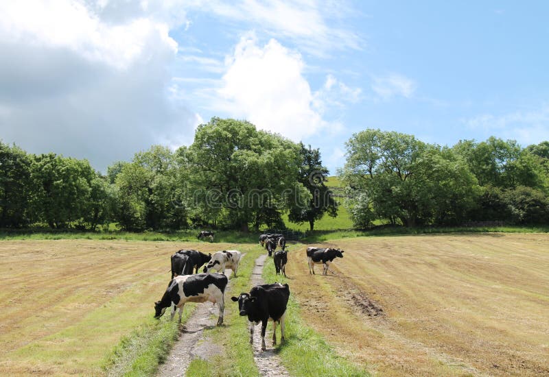 Dairy Cows. stock photo. Image of ranch, pasture, black - 41866978