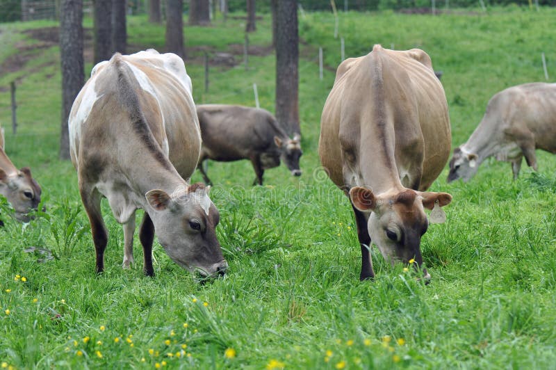 Dairy Cows stock image. Image of dairy, cute, grazing - 53593087