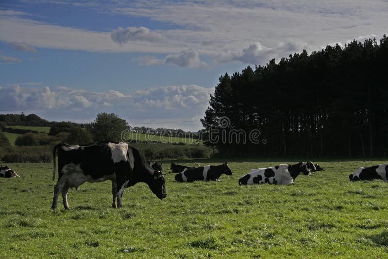 Dairy cows in a meadow stock image. Image of grass, herd - 1416927