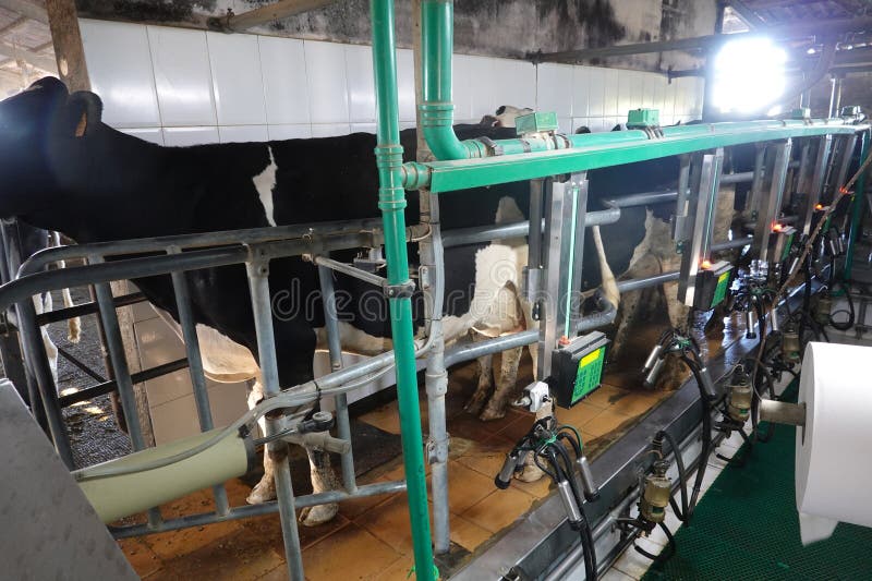 Dairy Cows In Milking Stalls With Automated Systems Stock Image Image Of Precision Production
