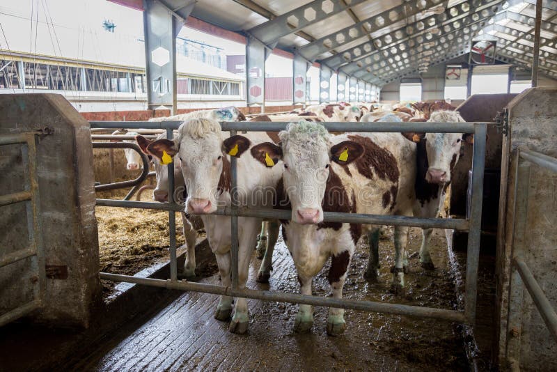 Dairy Cows of Monbeliard Breeding in Free Livestock Stall Stock Image ...