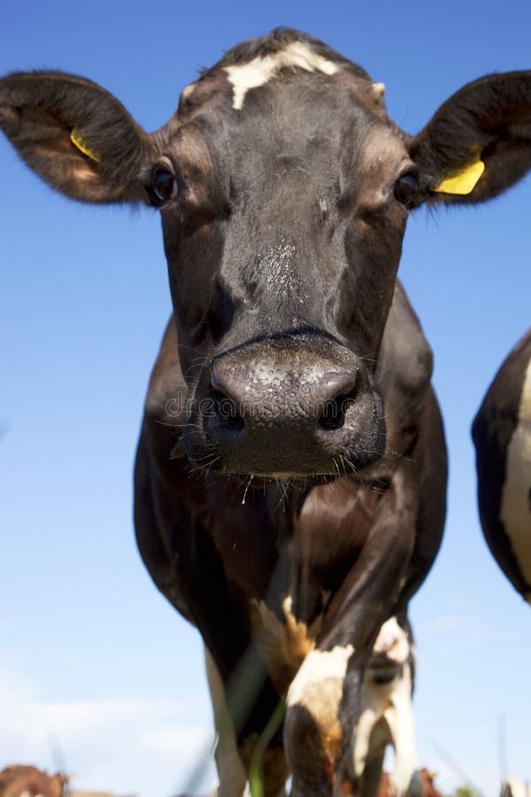 Dairy Cows Outside Eating Grass during Summer Stock Photo - Image of ...