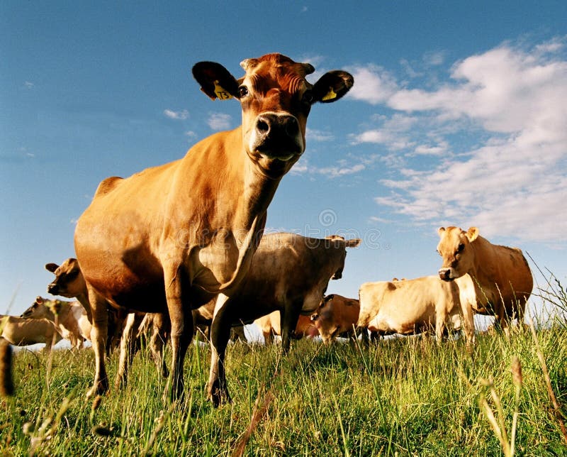 Dairy cows in paddock stock image. Image of farming, grass - 3856539