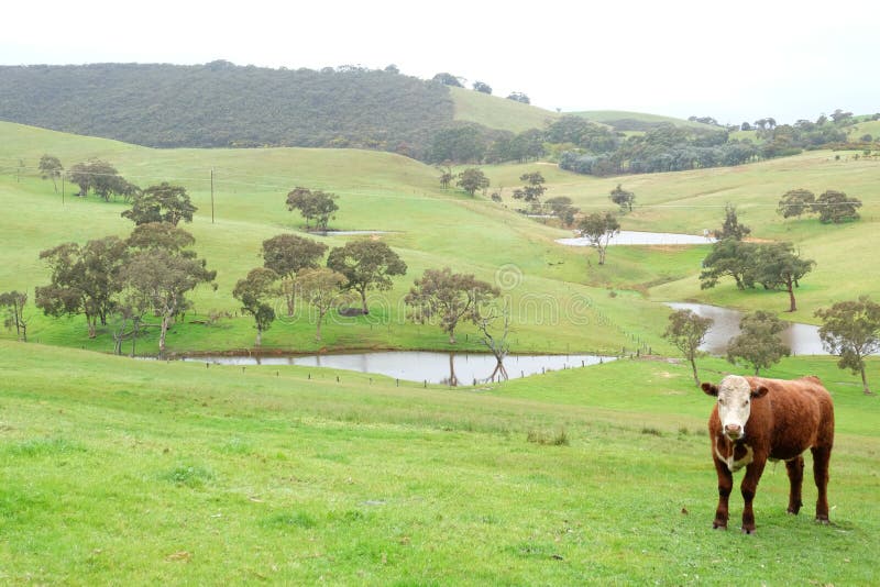Cows in paddock stock image. Image of fence, scene, paddock - 26146981