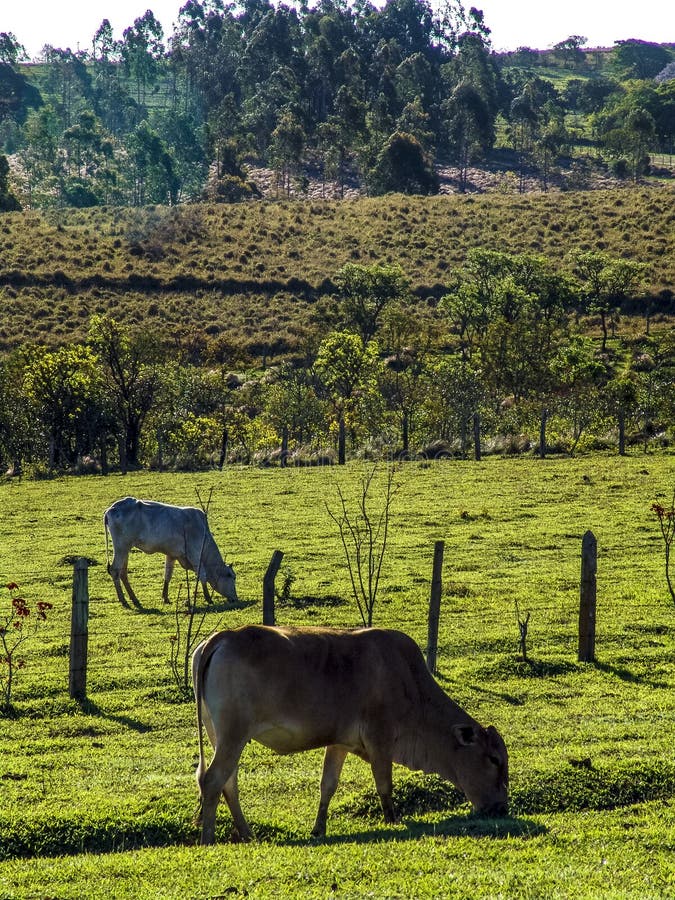 Dairy cows on pasture stock photo. Image of cattle, brazilian - 114633952