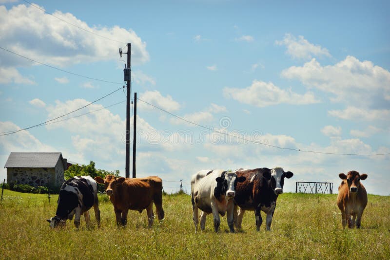 Dairy Cows stock photo. Image of wisconsin, farm, pastureland - 74513230